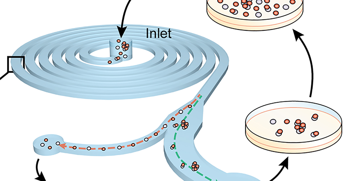 Using Microfluidic Devices to Sort Stem Cells | News | Northwestern Engineering