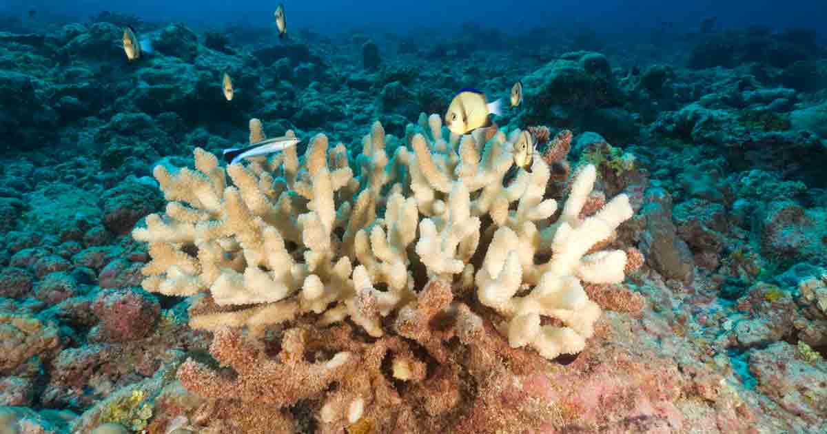 Using Data to Protect Coral Reefs from Climate Change | News ...