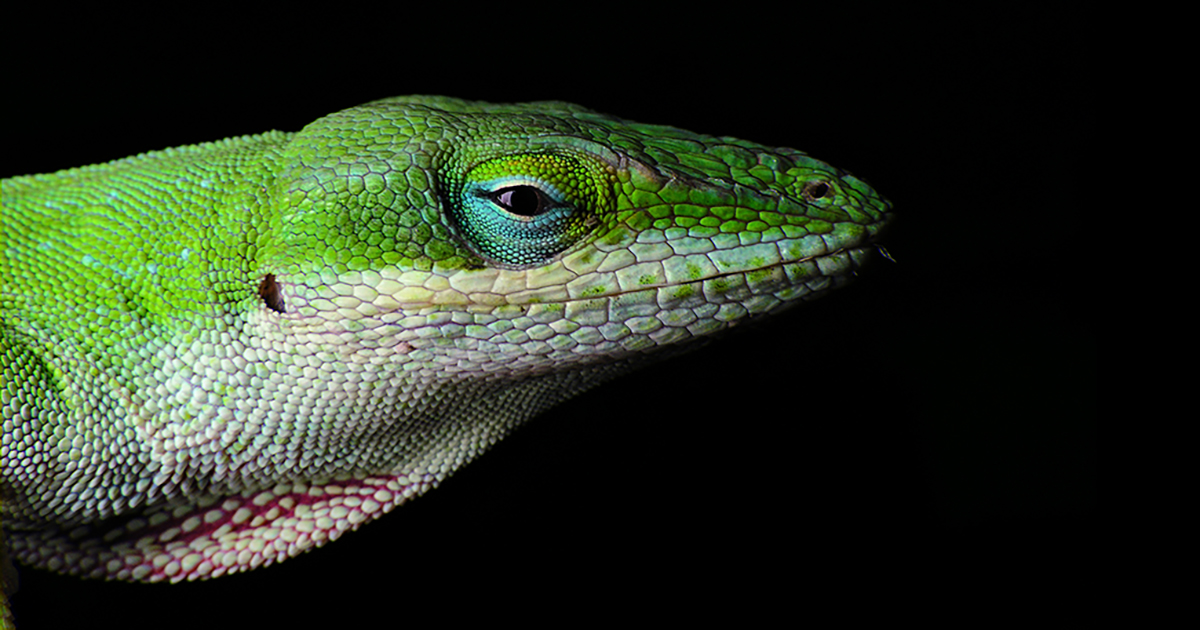 Study Explains Evolution Phenomenon that Puzzled Darwin | News ...