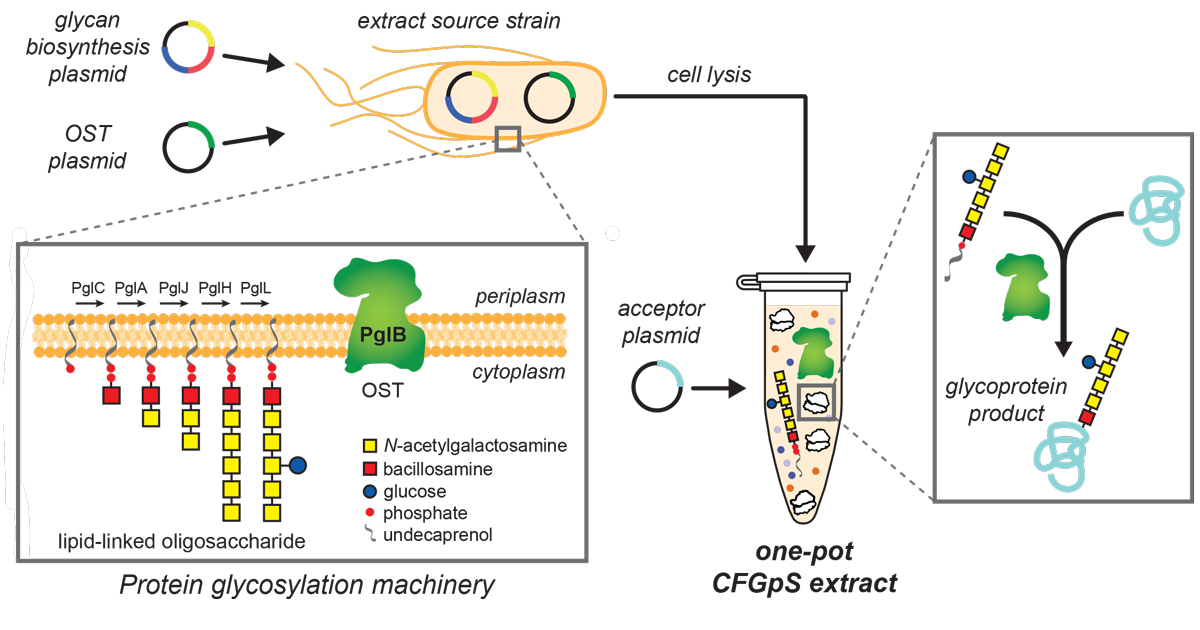 Bioengineers Create Pathway to Personalized Medicine | News ...