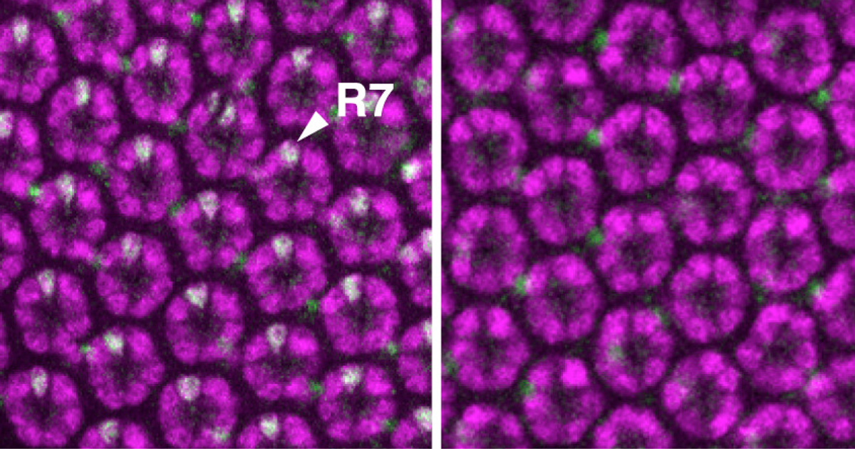 Slowing Metabolic Rate Can Prevent Detrimental Effects of Genetic ...