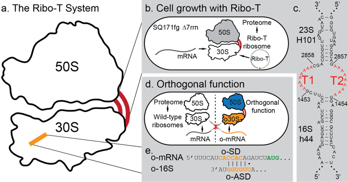 Improved Artificial Ribosome More Efficient | News | Northwestern ...